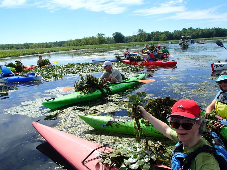 Water Chestnuts Threaten The Floating Meadows | The Jonah Center For ...