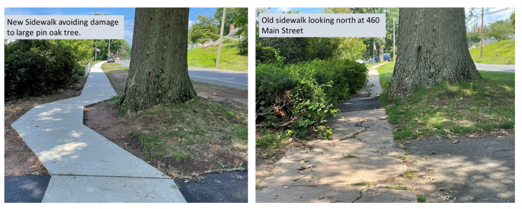 Historic Oak Tree Saved | The Jonah Center For Earth & Art