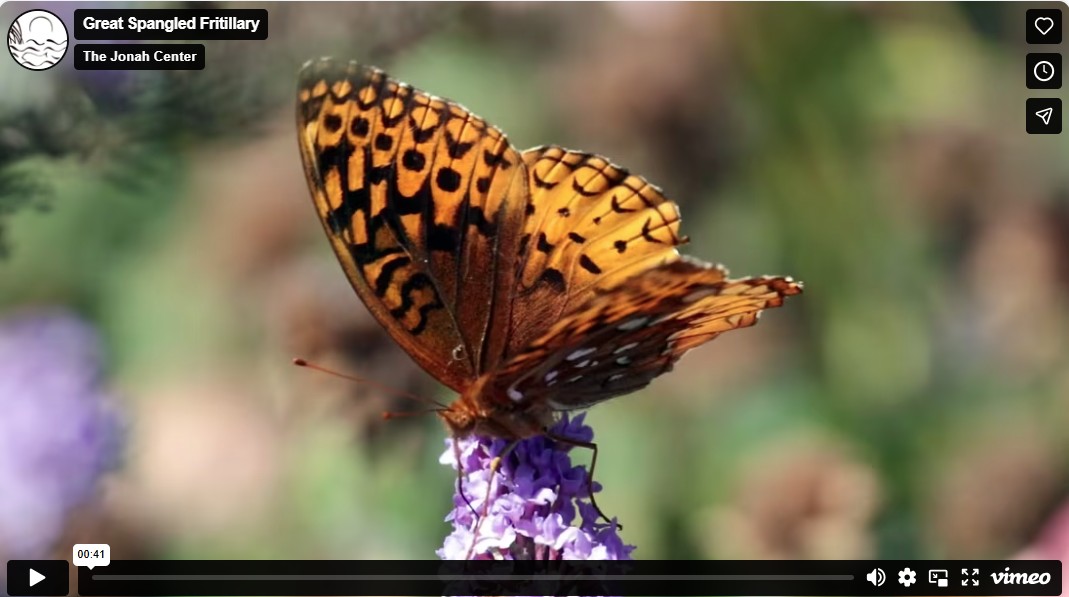 Great Spangled Fritillary Video | The Jonah Center For Earth & Art
